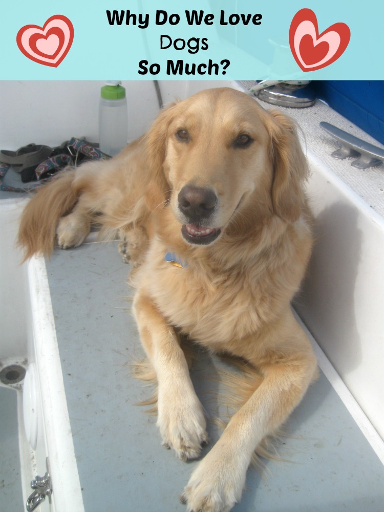 Why Do We Love Dogs So Much